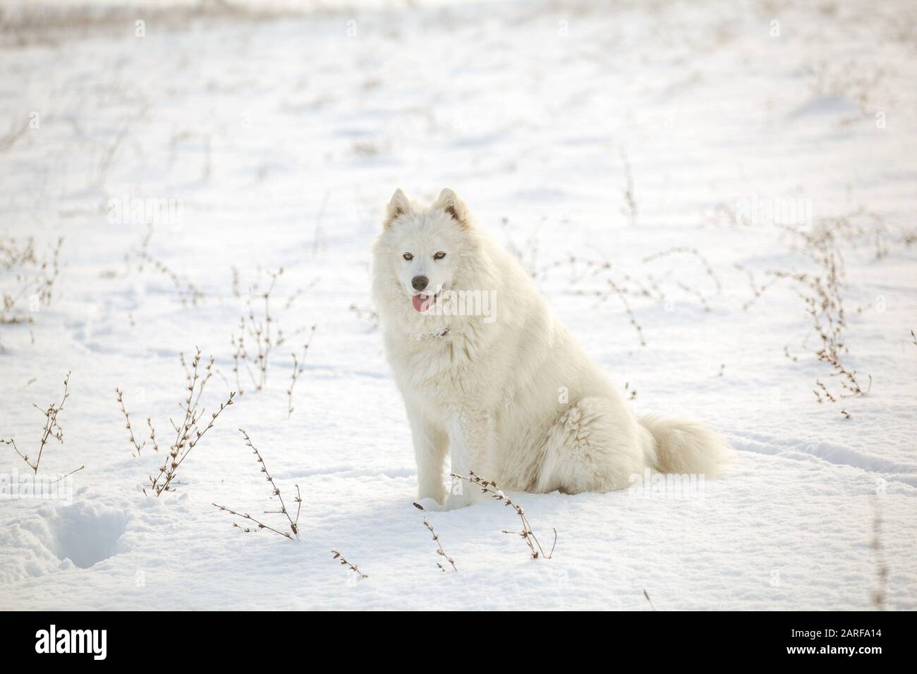 Dog with snow on fur hi-res stock photography and images - Alamy