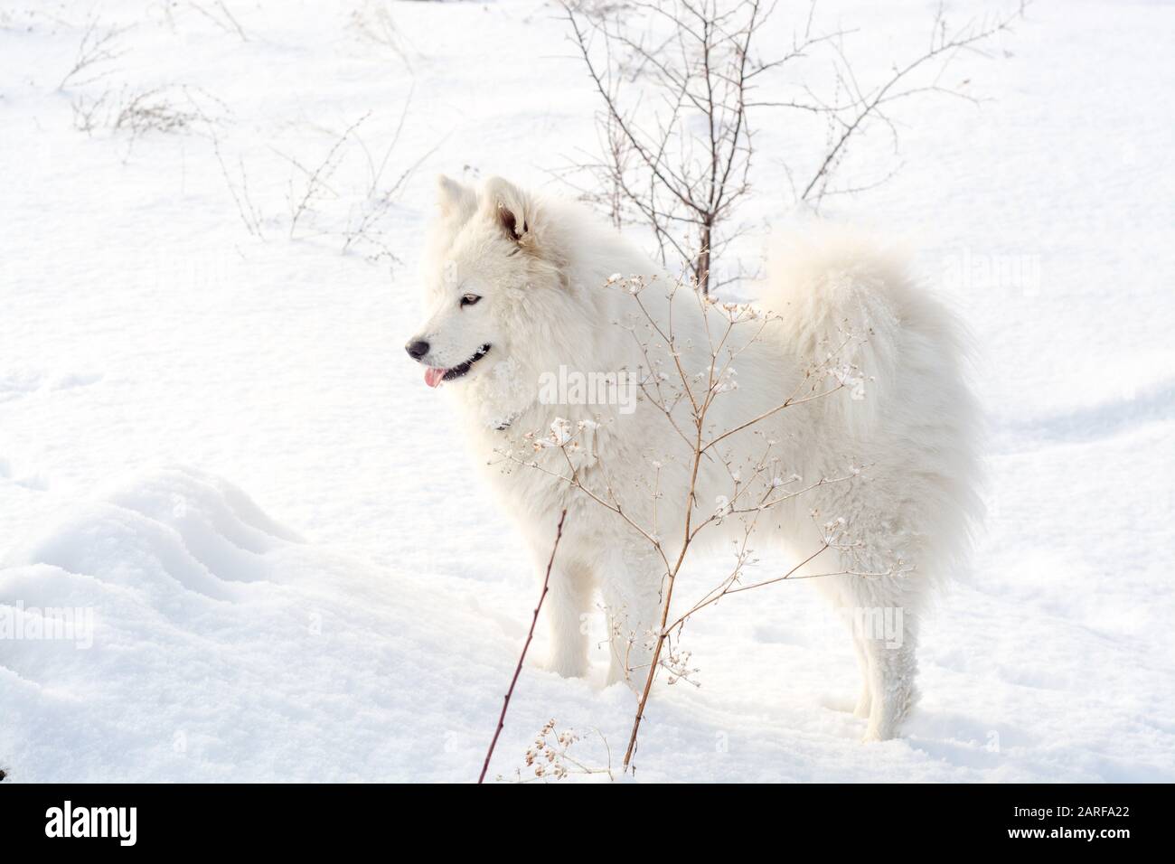 Dog with snow on fur hi-res stock photography and images - Alamy