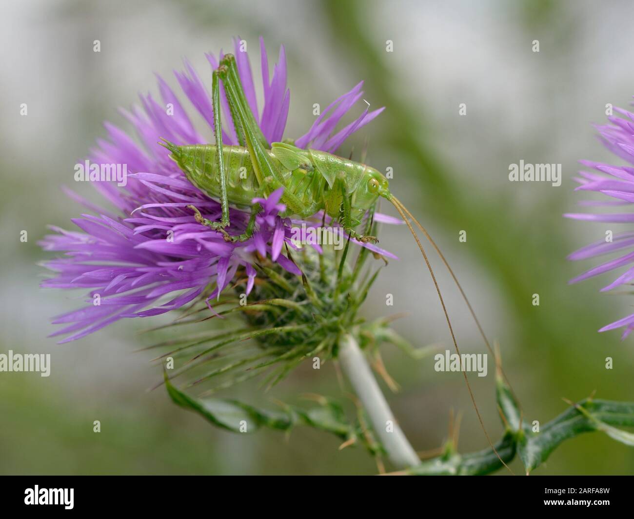 Large cricket and small cricket hi-res stock photography and images - Alamy
