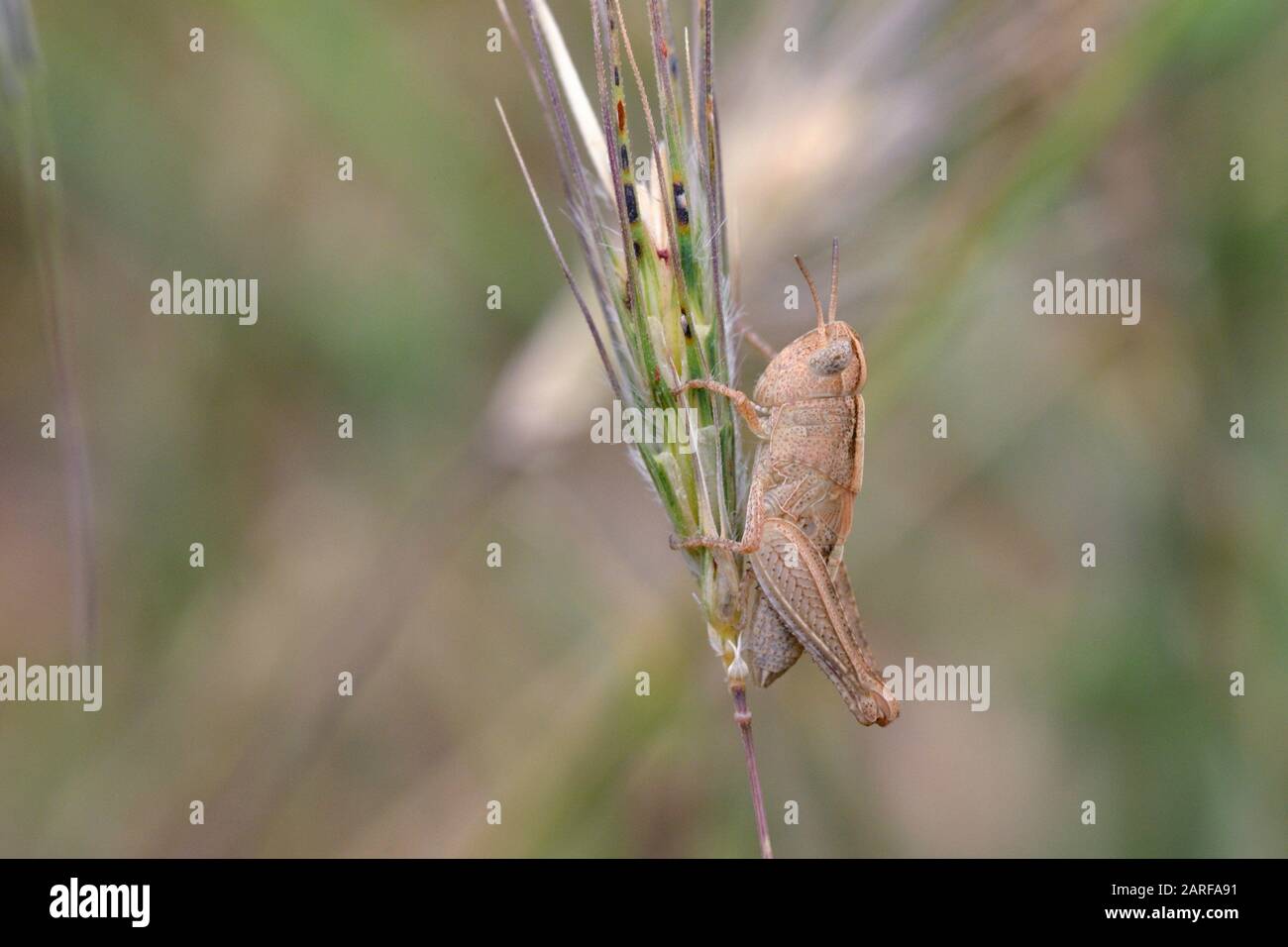 Acrididae family hi-res stock photography and images - Alamy