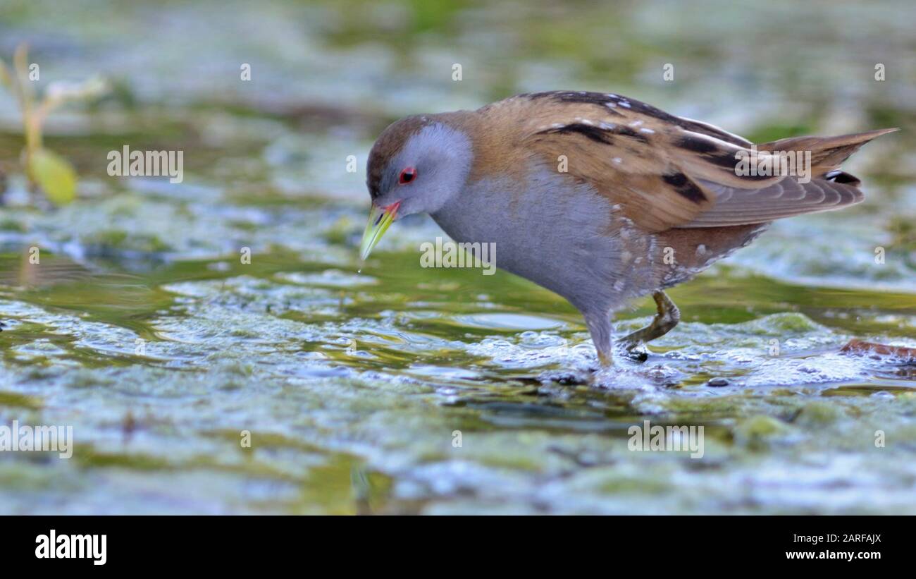 Porzana Parva High Resolution Stock Photography and Images - Alamy