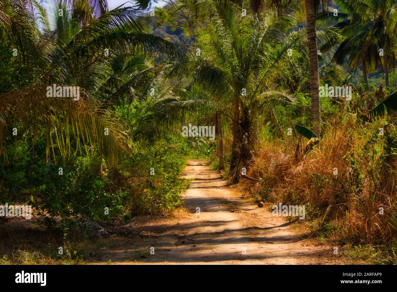 Track road forest jungle africa hi-res stock photography and images - Alamy