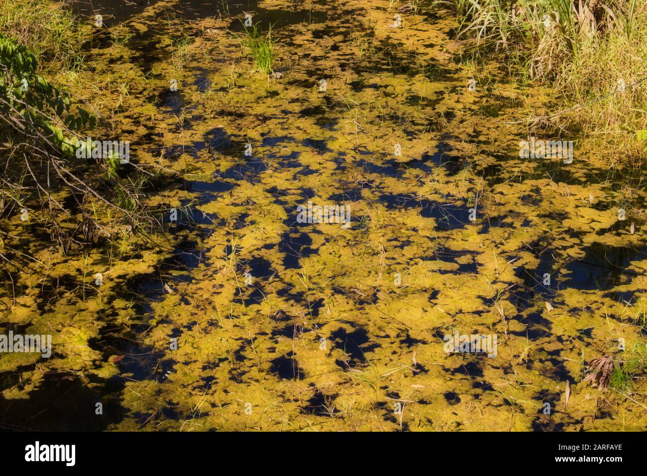 This unique photo shows a moss-covered stream in the middle of nature ...
