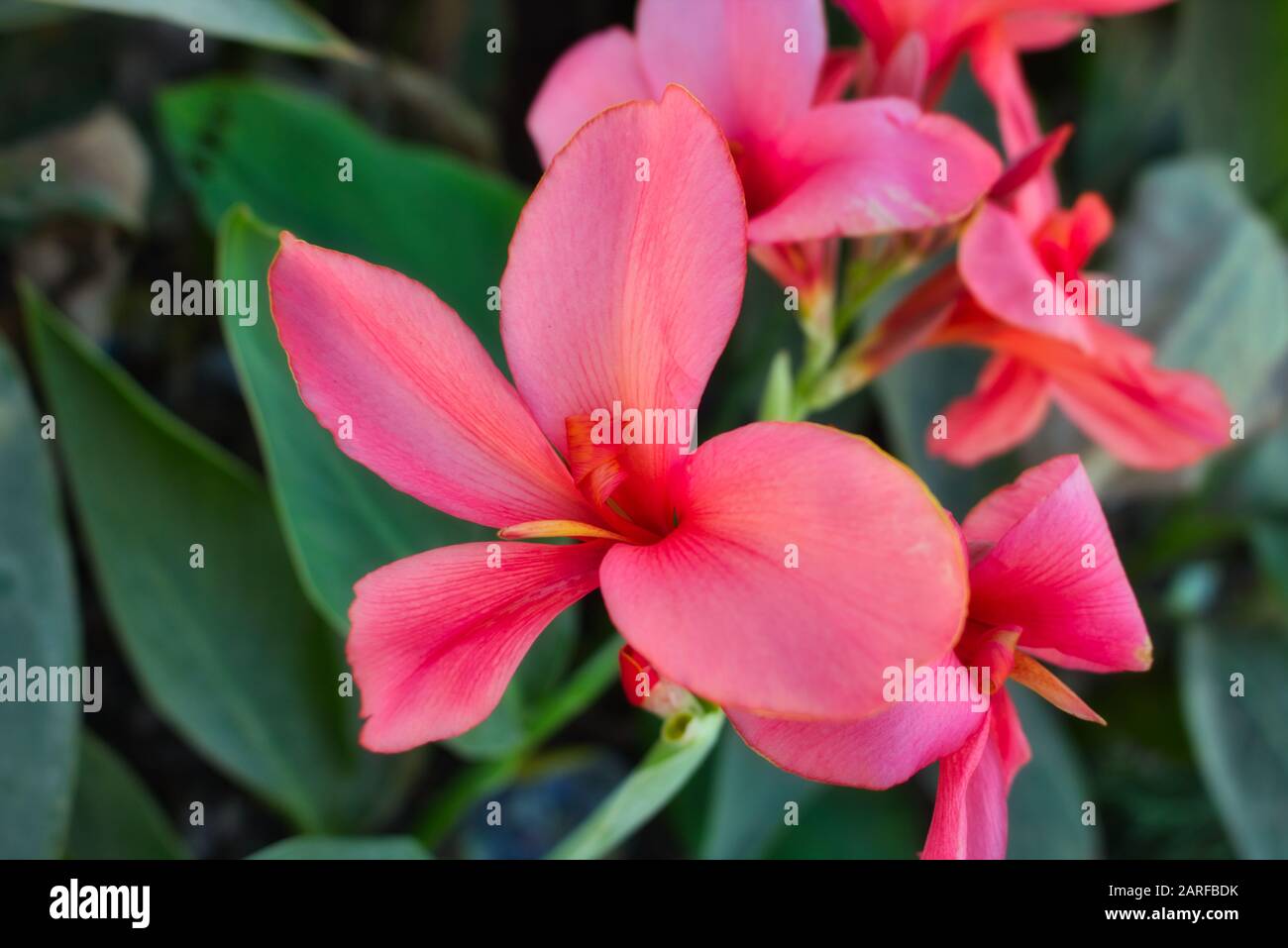This unique photo shows a red wild flower, in the background you can ...