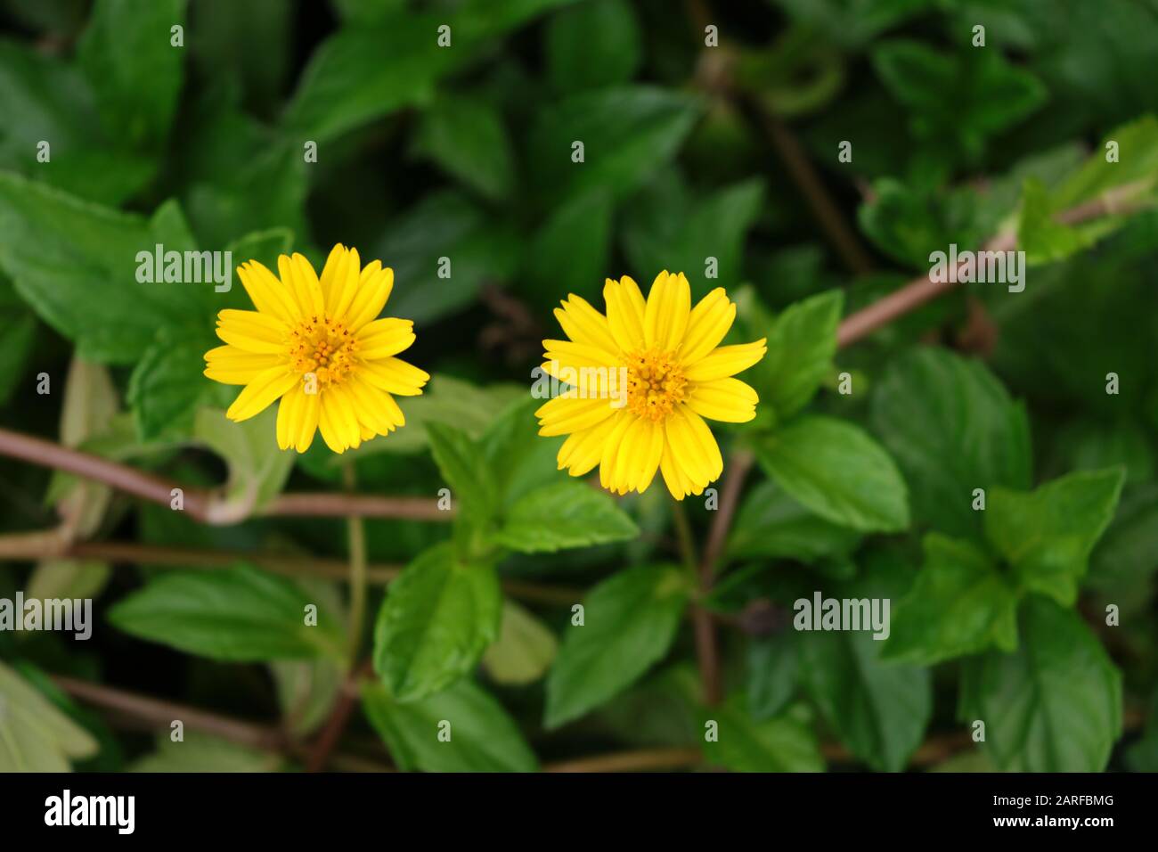 The beautiful yellow wildflower in the garden, natural beauty Stock ...