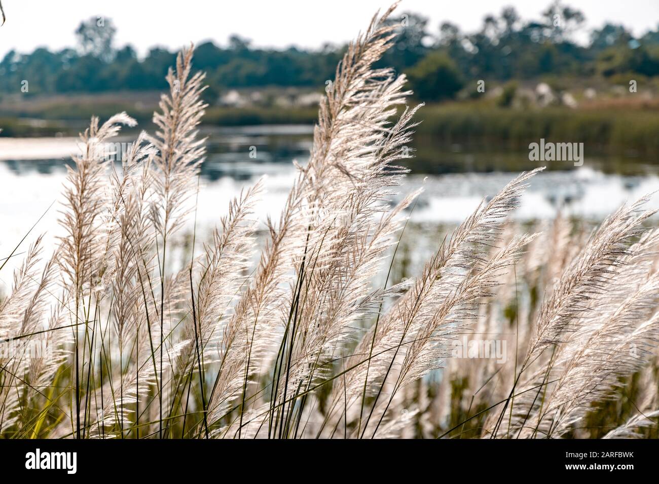 Reed stem texture hi-res stock photography and images - Alamy