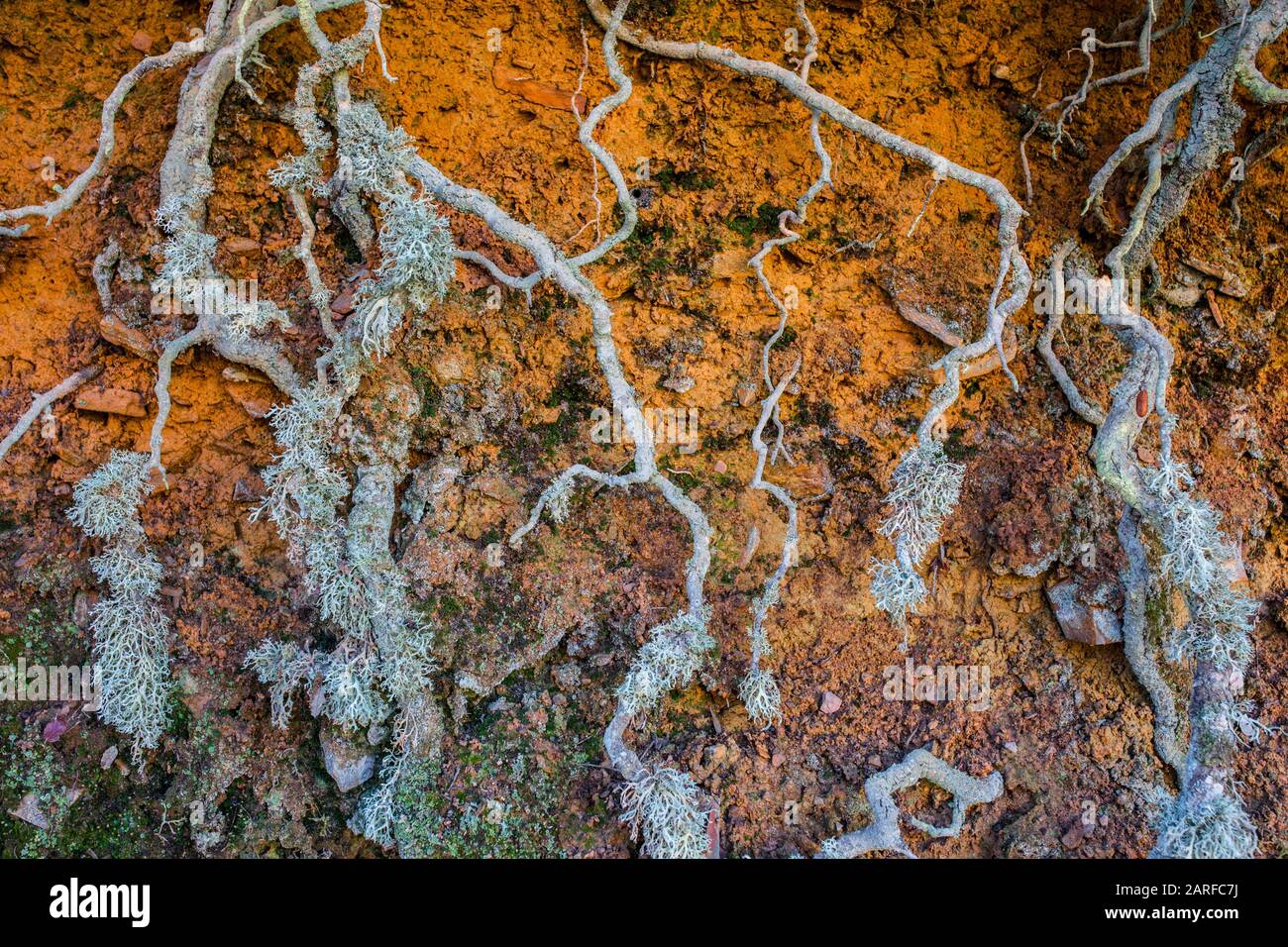 Roots Horizontal Root System High Resolution Stock Photography and ...
