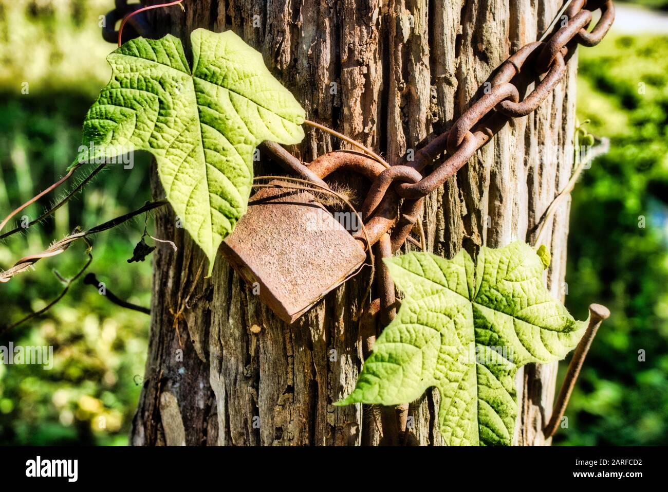 Old chain around tree trunk hi-res stock photography and images - Alamy
