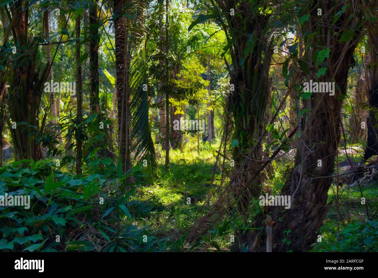 This unique photo shows a glimpse of the tropical jungle of Thailand ...