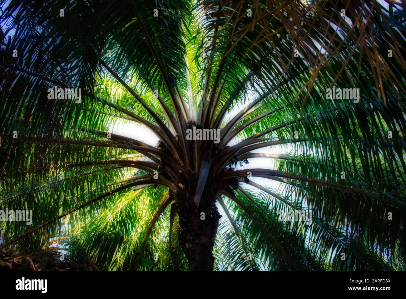 This unique photo shows a palm tree from bottom to top. Photographed ...