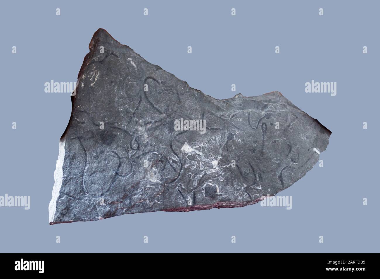 Fossil burrows hi-res stock photography and images - Alamy