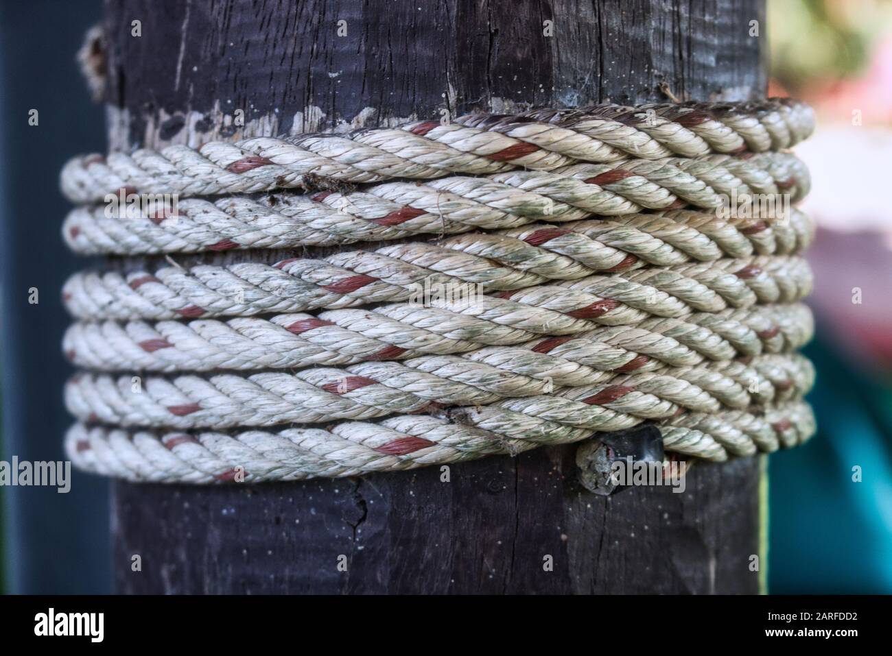 Rope around tree hi-res stock photography and images - Alamy