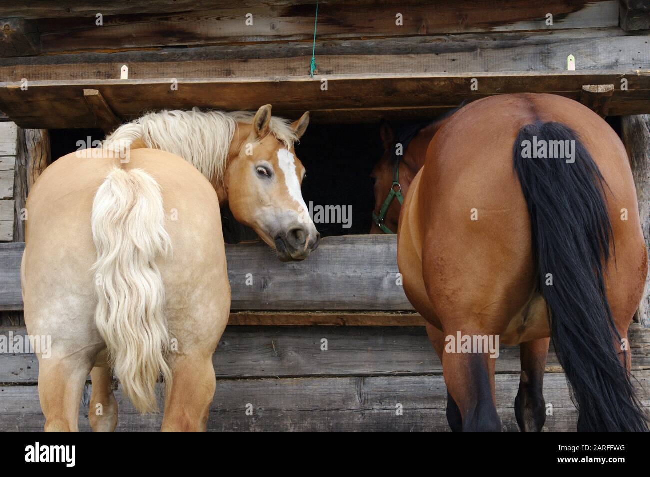 Living manger hi-res stock photography and images - Alamy