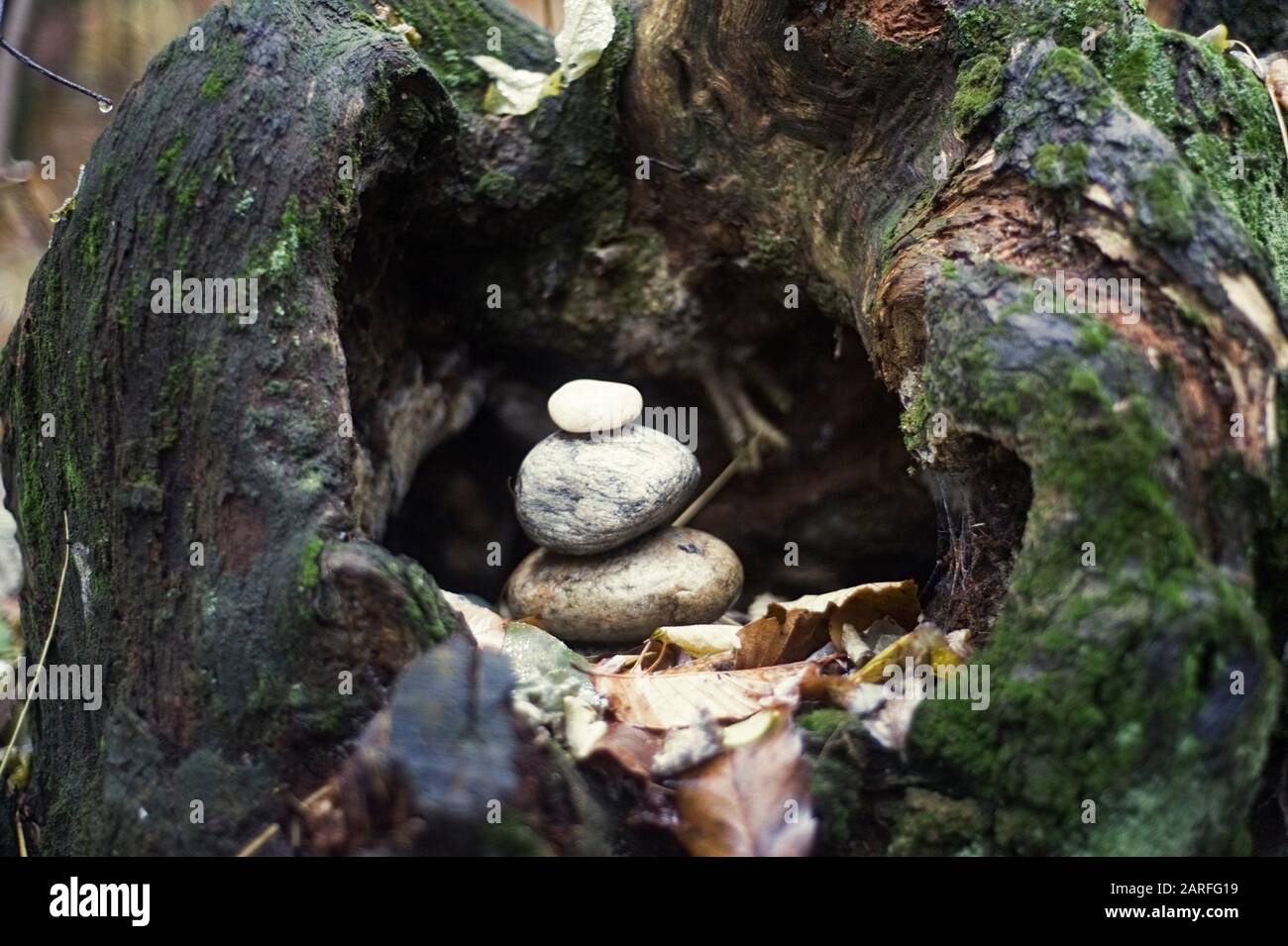 Hiding in a hollow tree hi-res stock photography and images - Alamy