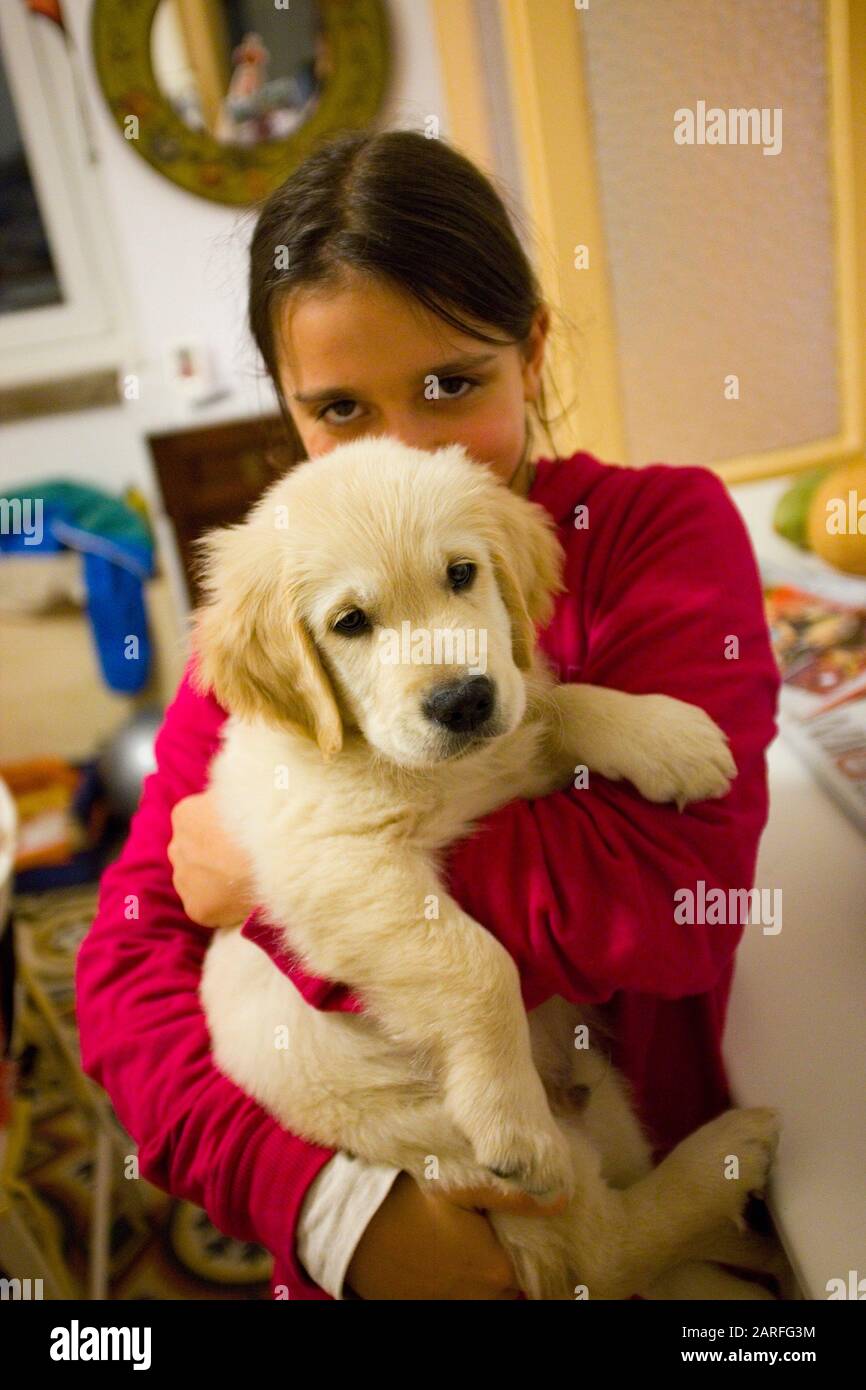 One year old golden retriever hi-res stock photography and images - Alamy One year old golden retriever hi-res stock photography and images - Alamy