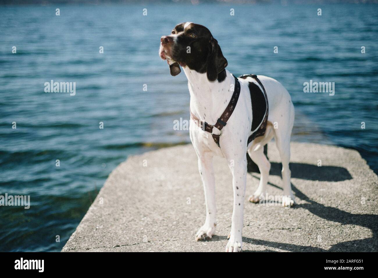 Full length gun hunting hi-res stock photography and images - Alamy