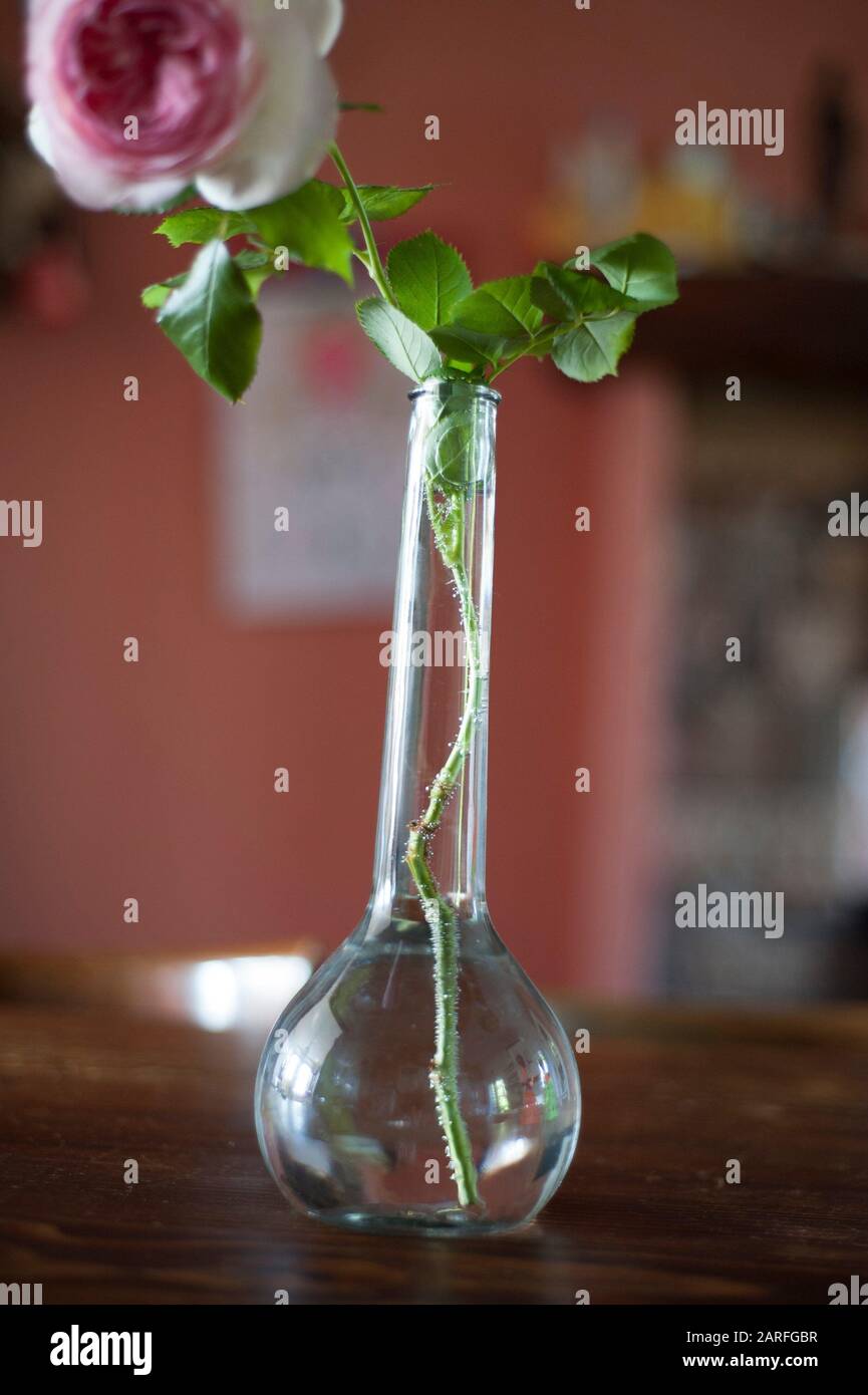 Rose with vase hi-res stock photography and images - Alamy