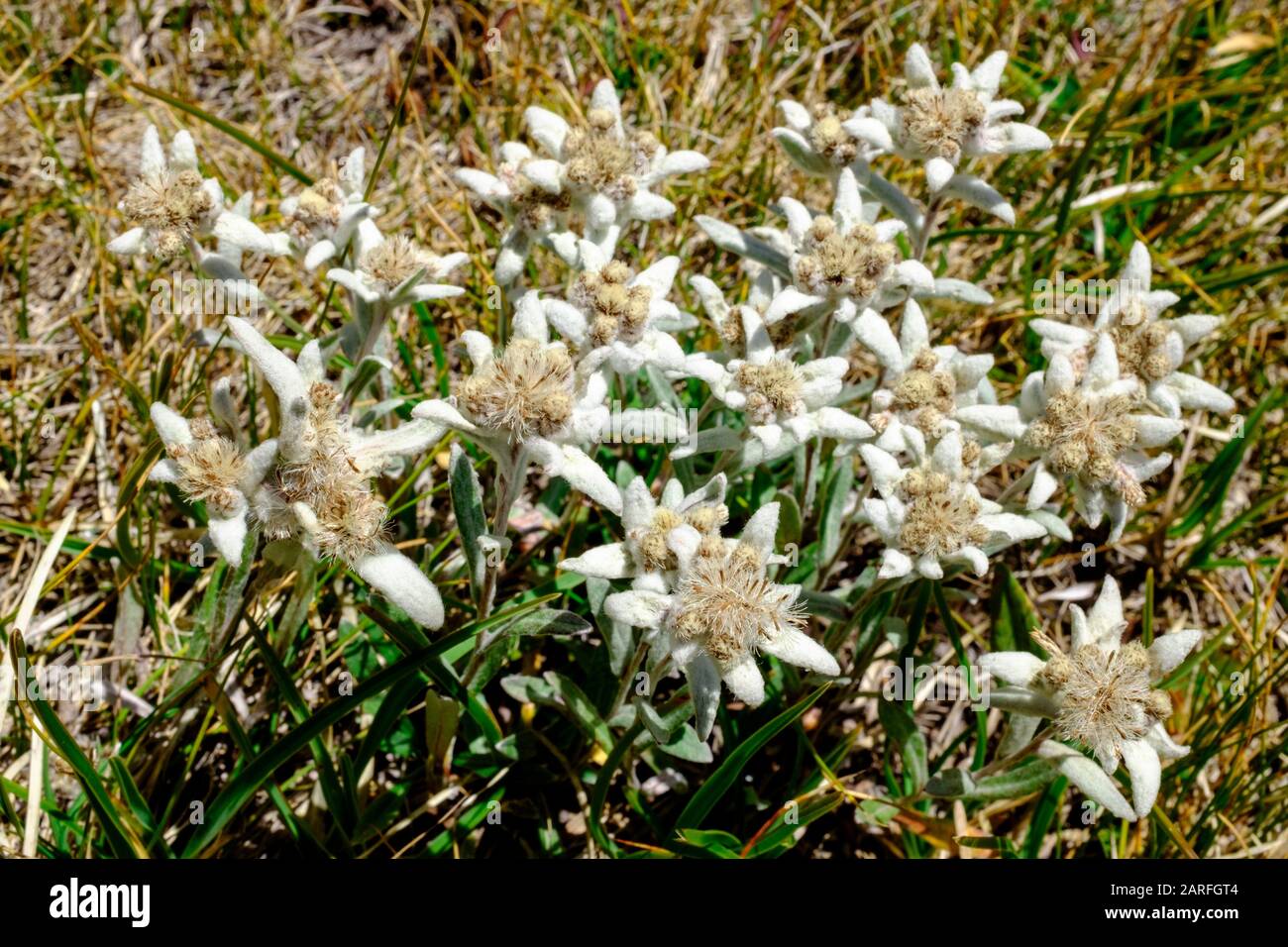 Close up of an edelweiss flower hi-res stock photography and images - Alamy