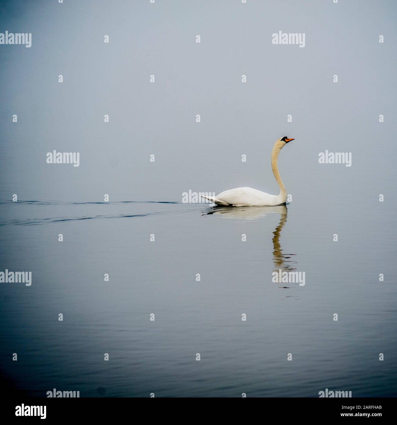 Swan, Lake Maggiore, Italy Stock Photo - Alamy