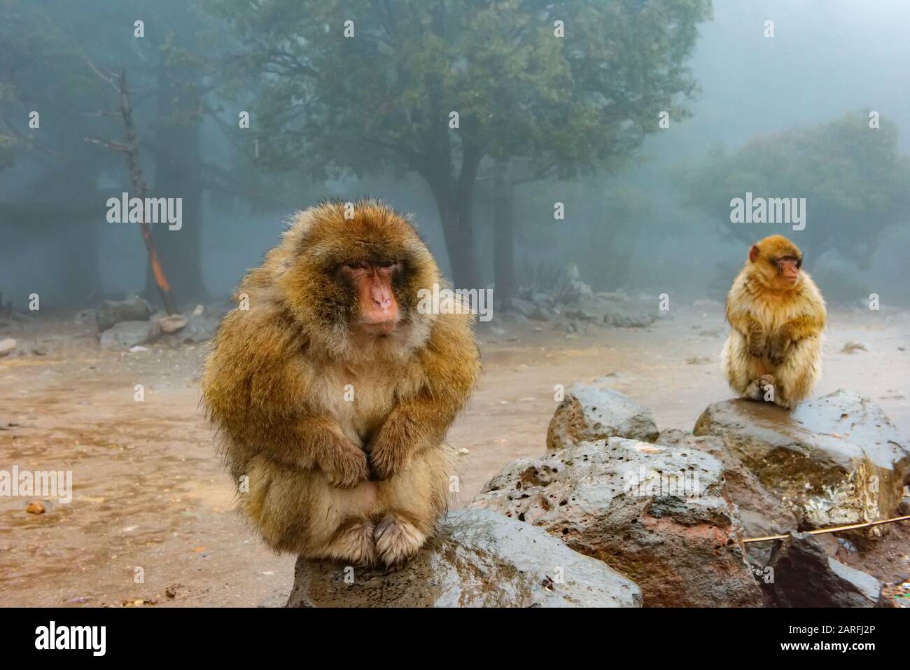 Barbary Macaque Monkeys sitting on ground in the great Atlas forests of ...