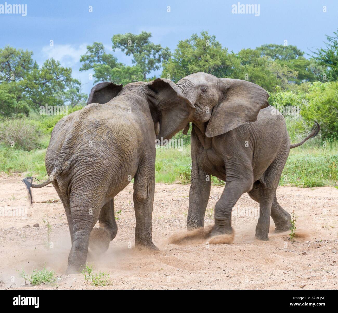 Duelling African elephant bulls fight to establish herd dominance in ...