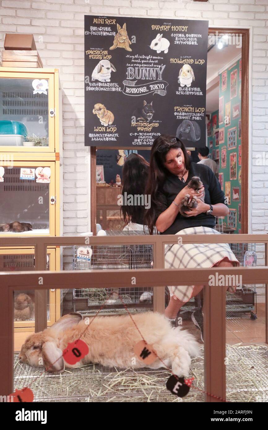 The rabbit cafe hi-res stock photography and images - Alamy