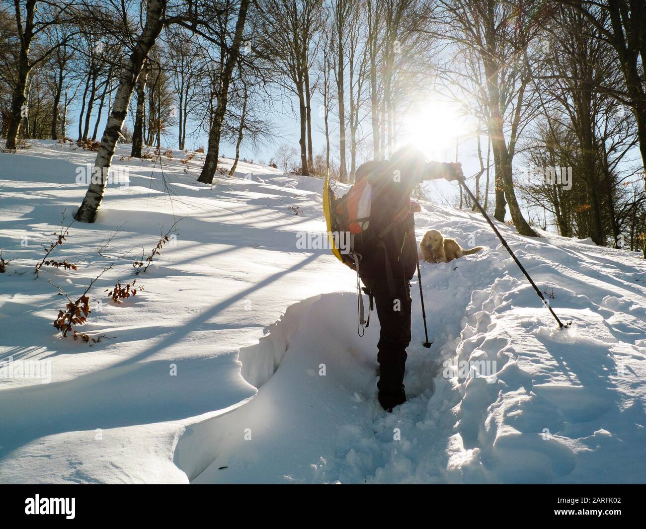Hiker snowshoe proceeds in the snowy woods with his dog Stock Photo - Alamy