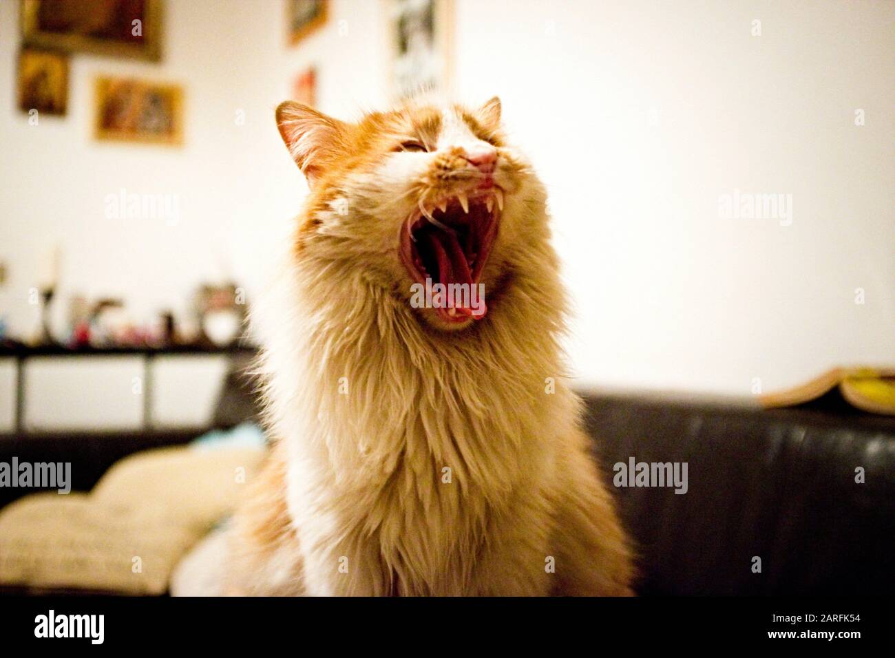 The cat that roars hi-res stock photography and images - Alamy