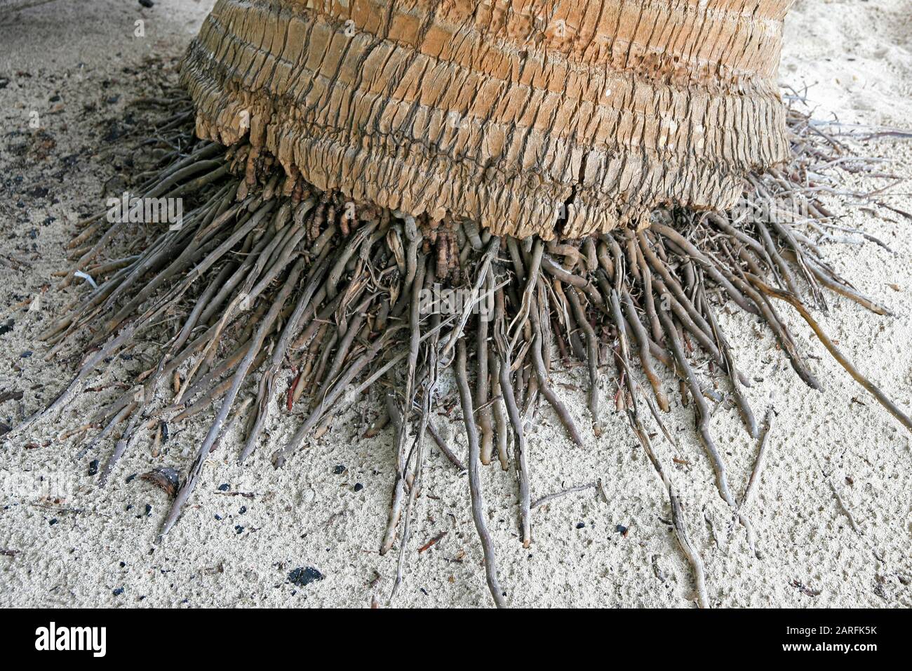 Cocos nucifera roots hi-res stock photography and images - Alamy