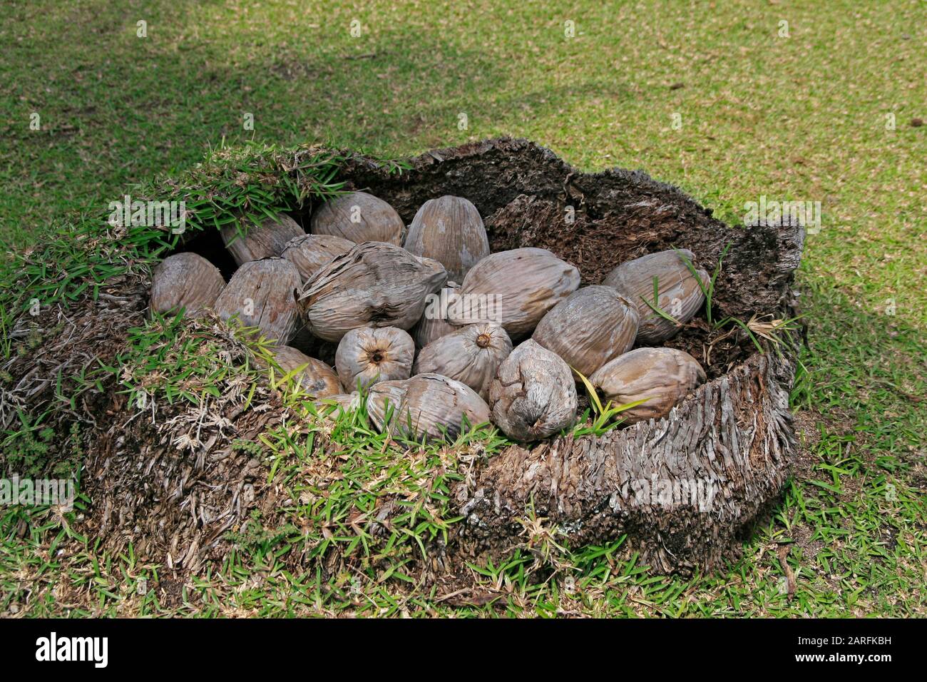 Seychelles coconuts hi-res stock photography and images - Alamy