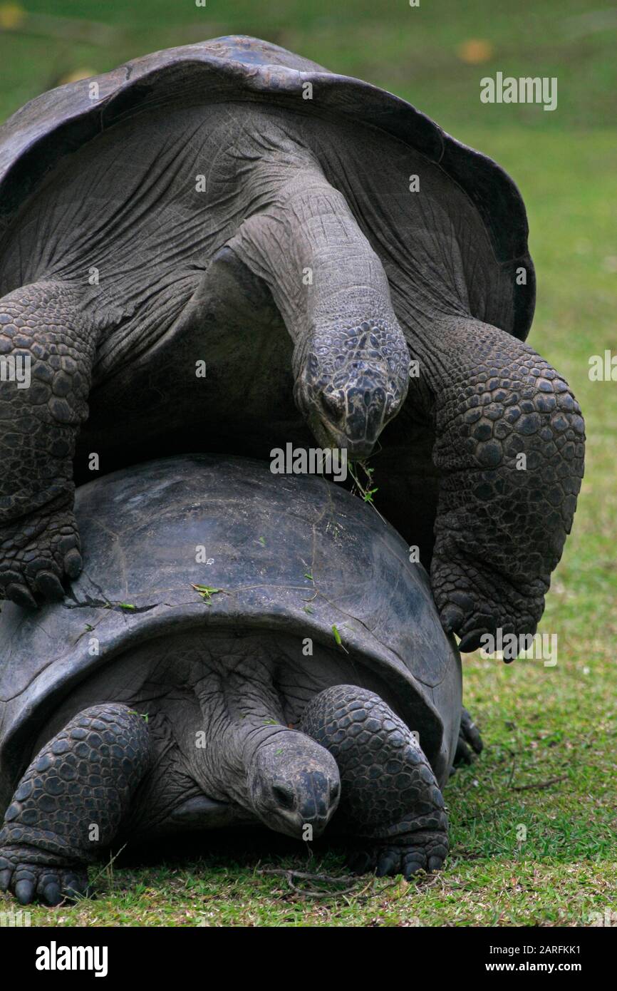 Aldabra giant tortoises mating on grass, (Aldabrachelys gigantea ...