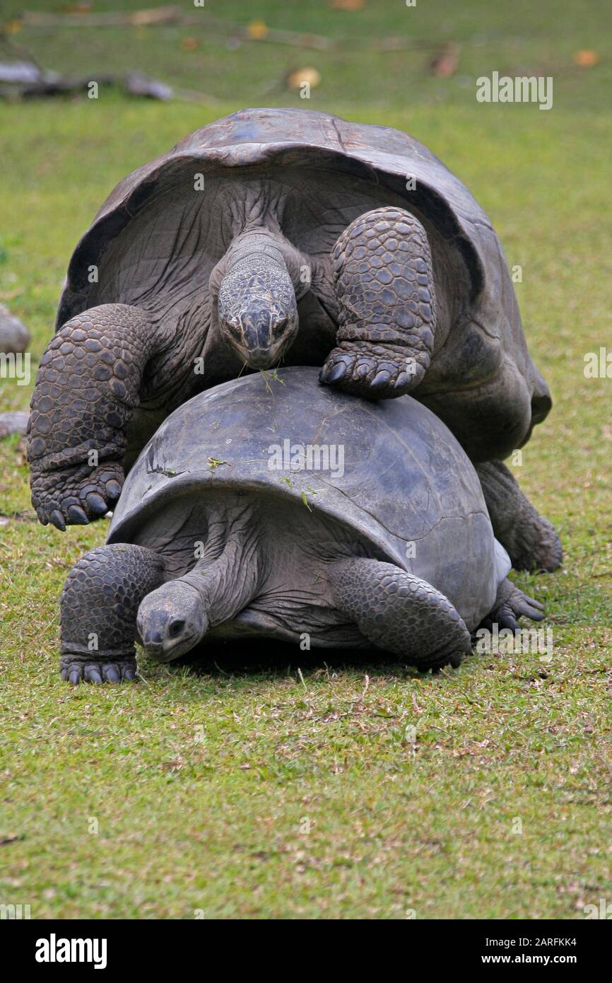 Aldabra giant tortoises mating on grass, (Aldabrachelys gigantea ...