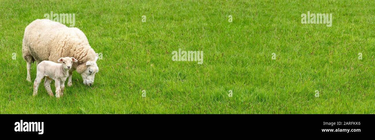 Lamb with sheep - banner image Stock Photo - Alamy