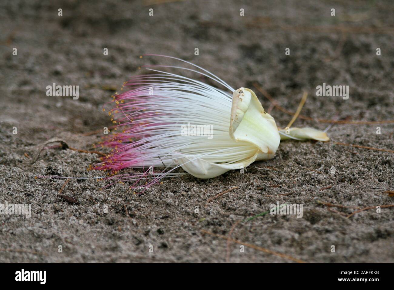 Putats hi-res stock photography and images - Alamy