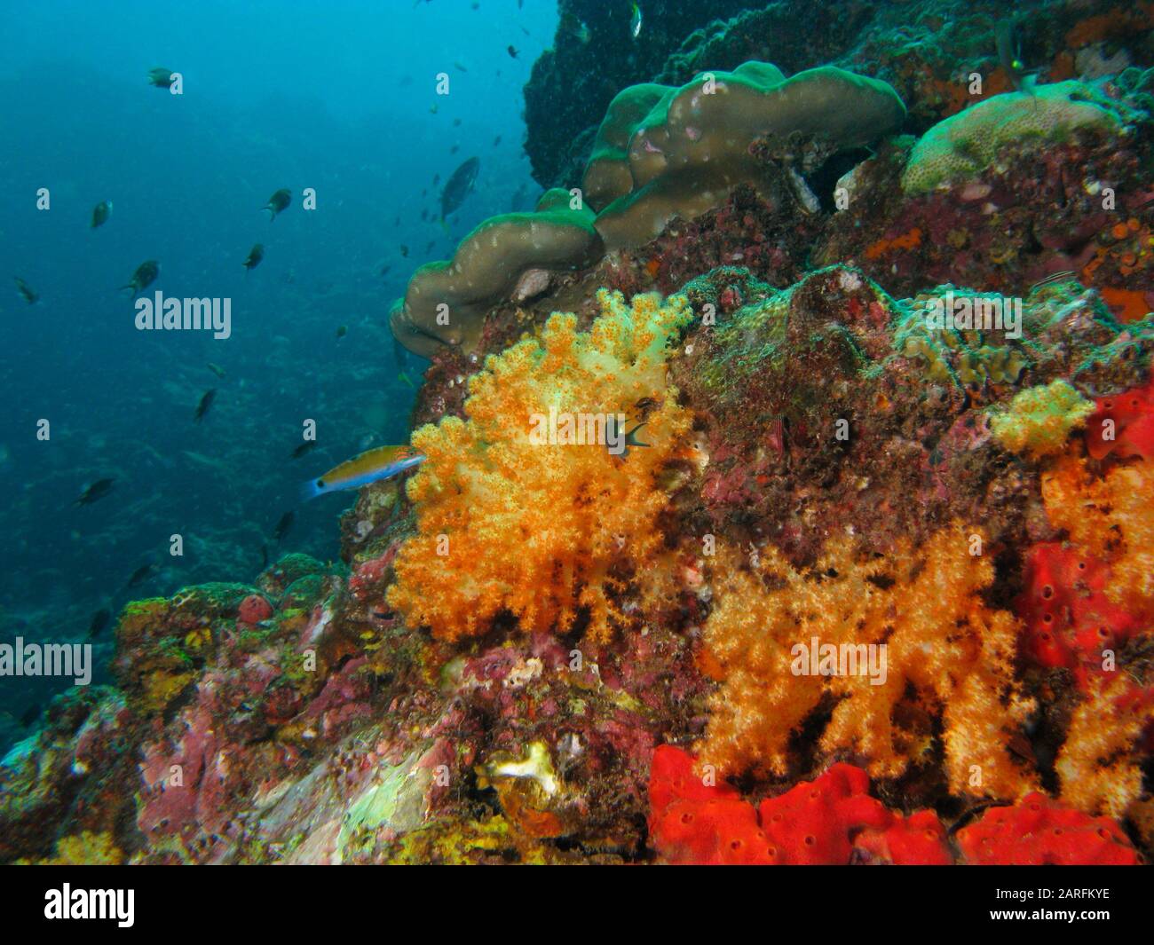 Andaman coral reef hi-res stock photography and images - Alamy