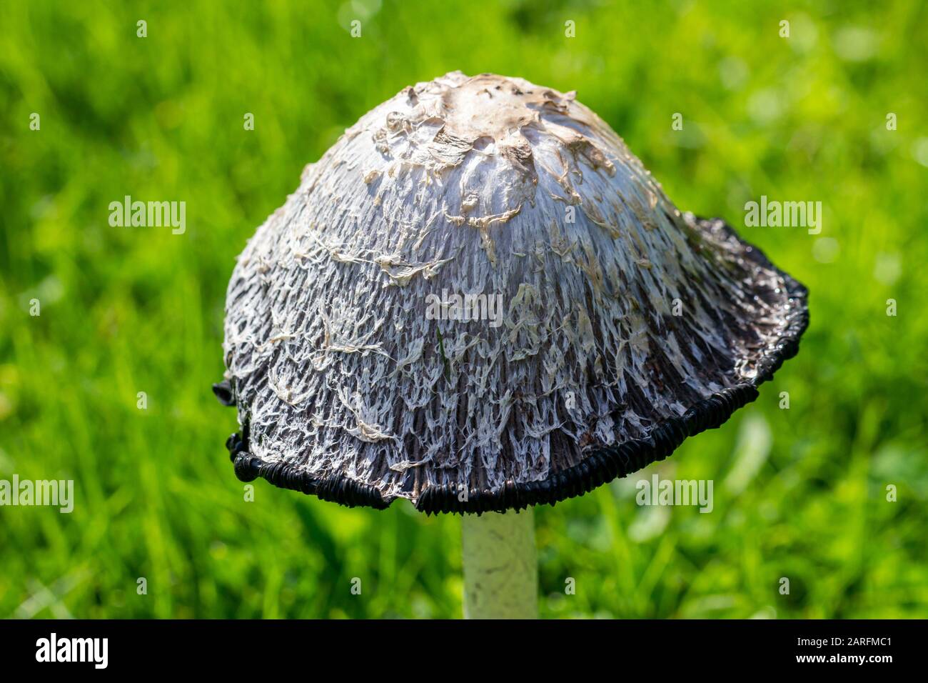 Edible mushroom uk hi-res stock photography and images - Alamy