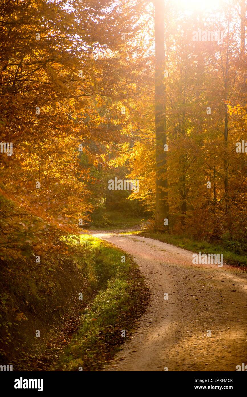 Tree shadow with sun hi-res stock photography and images - Alamy