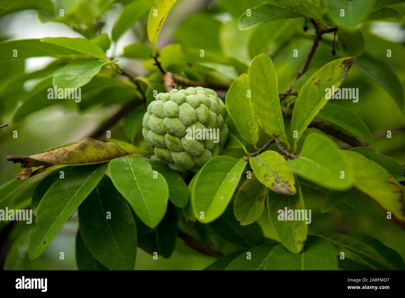 Custard Apple Flower