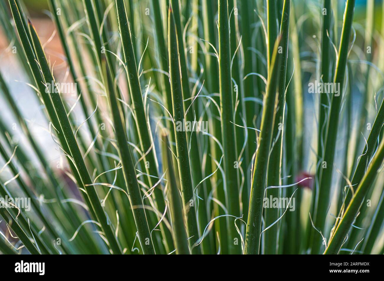 Nivdung hi-res stock photography and images - Alamy