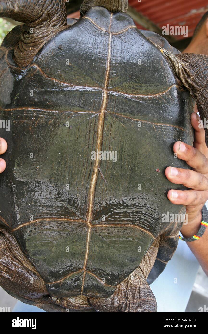 Tour guide holding up young aldabra giant tortoise for crowd to see ...