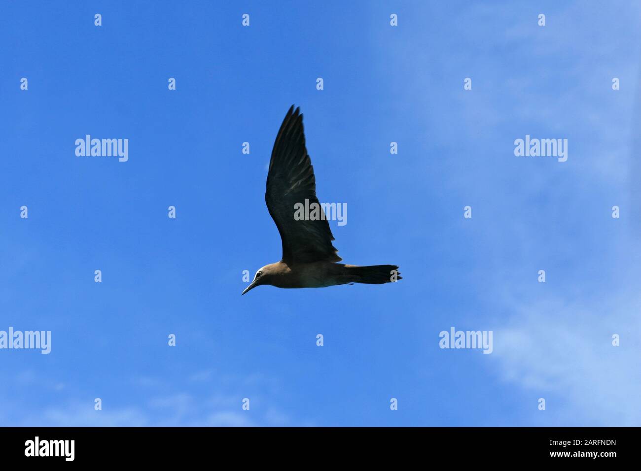 Brown noddy bird in flight, (Anous stolidus), Bird Island, Seychelles ...