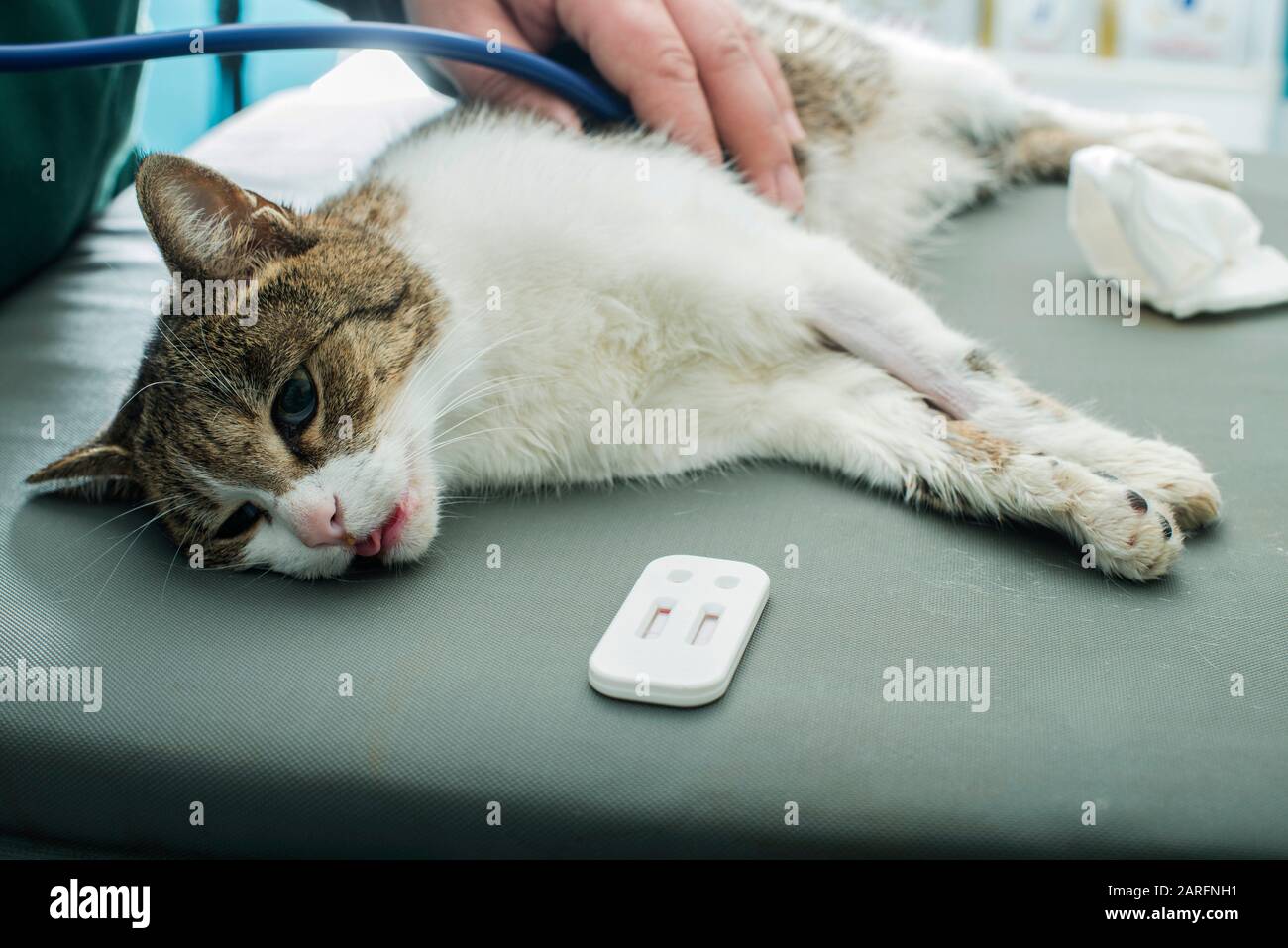 Veterinary Industry High Resolution Stock Photography and Images - Alamy