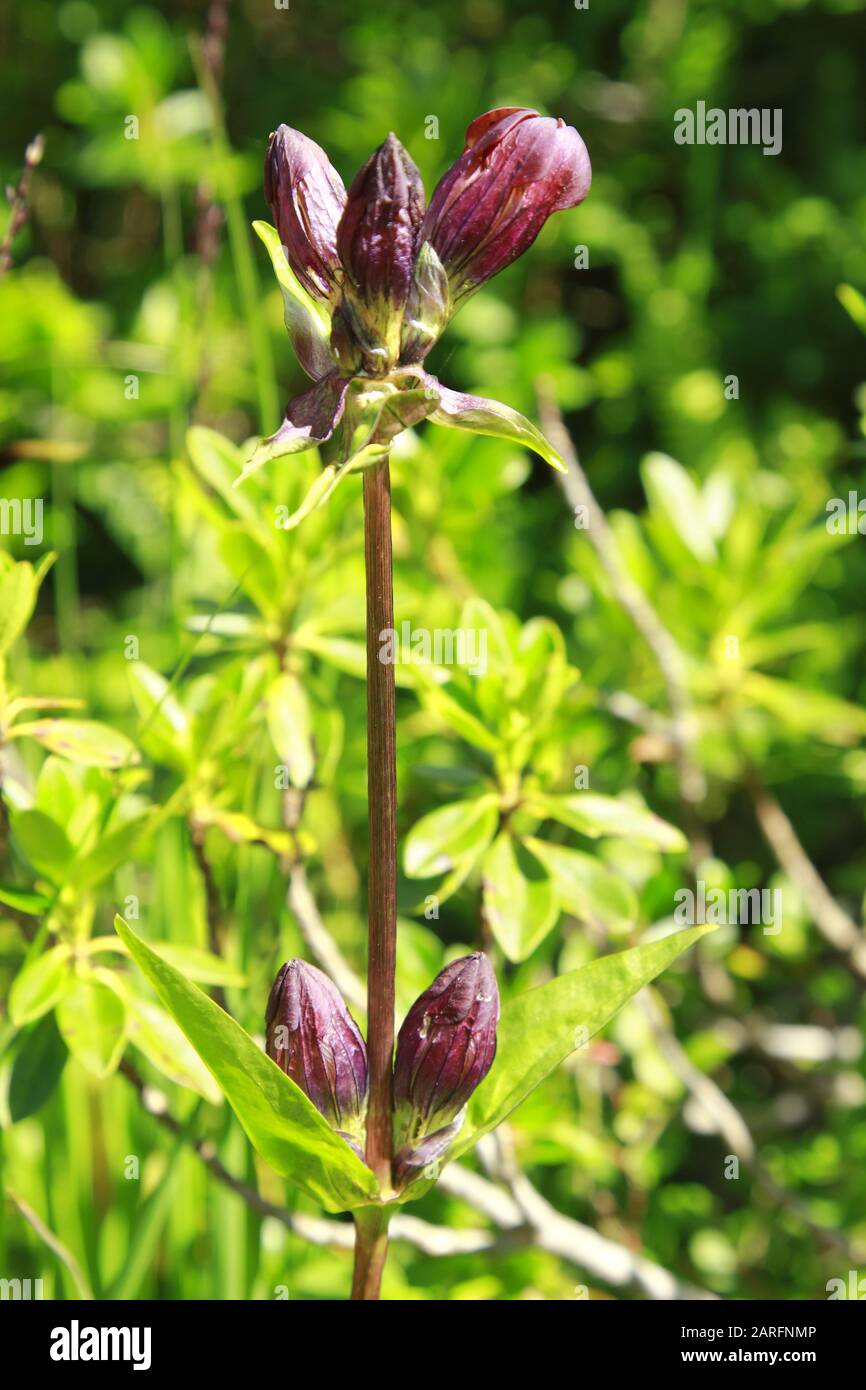 Enzian blumen hi-res stock photography and images - Alamy