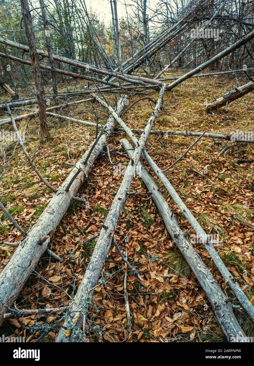 Dead redwood tree hi-res stock photography and images - Alamy
