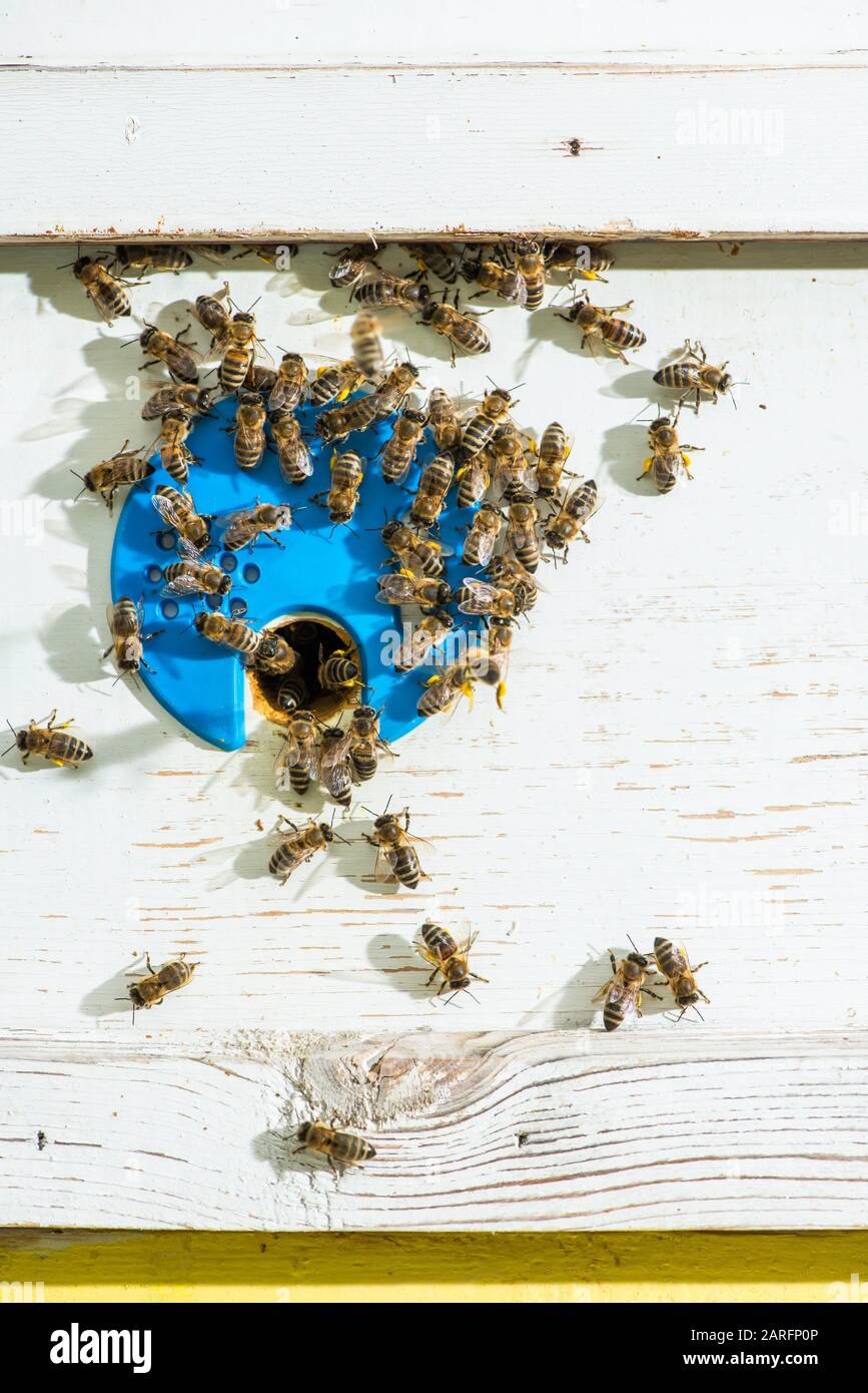 White Beehive Stock Photos & White Beehive Stock Images - Alamy