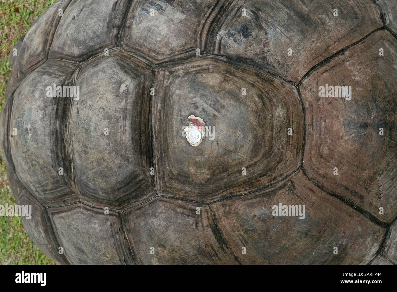 Animal shells field animal shell hi-res stock photography and images ...