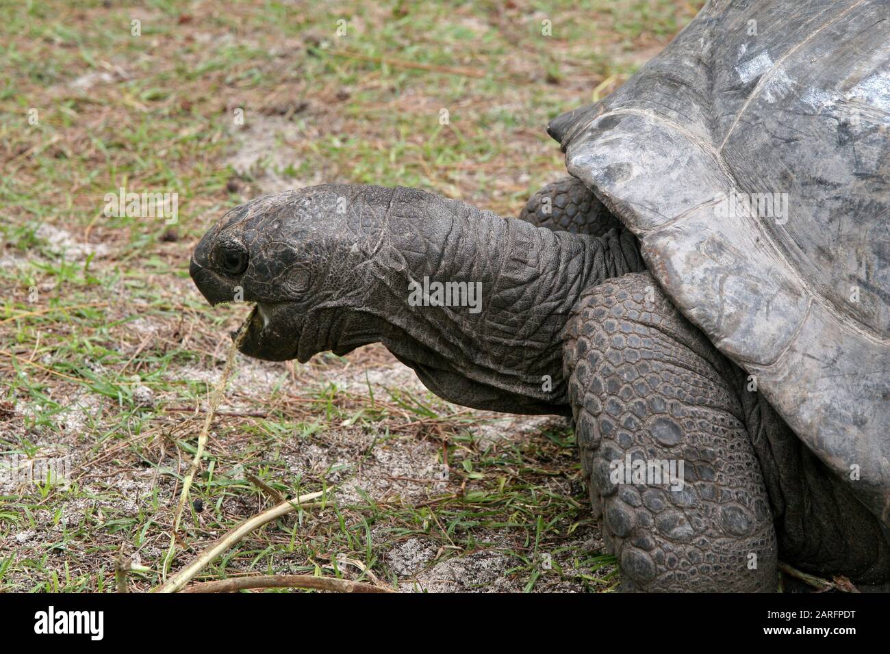 Tortoises On Grass High Resolution Stock Photography and Images - Alamy