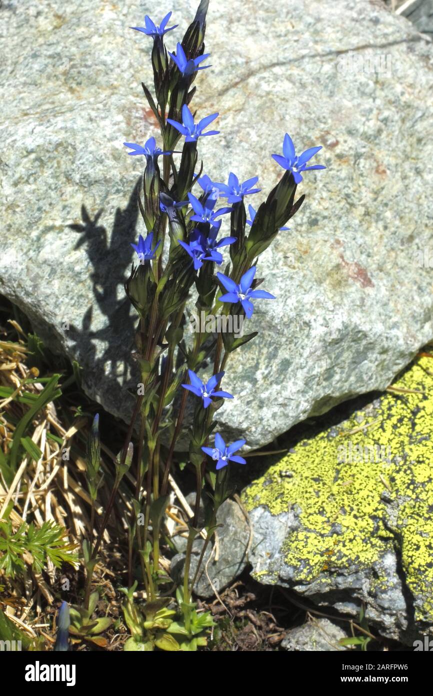 Enzian blumen hi-res stock photography and images - Alamy