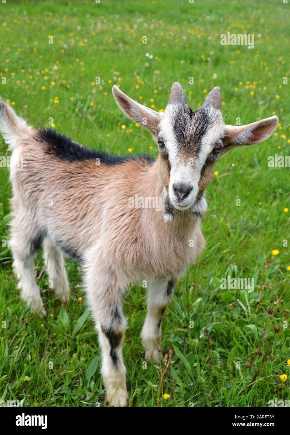 Cute goat hi-res stock photography and images - Alamy