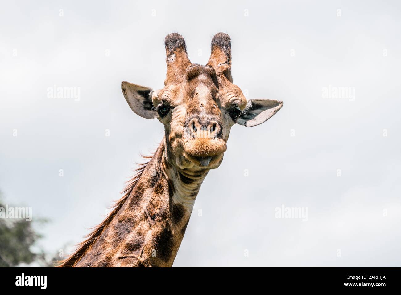 Giraffe facing hi-res stock photography and images - Alamy
